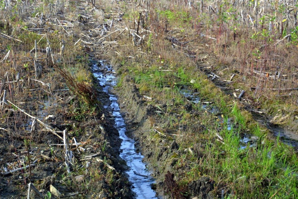 sidehill seep - JTV Jackson